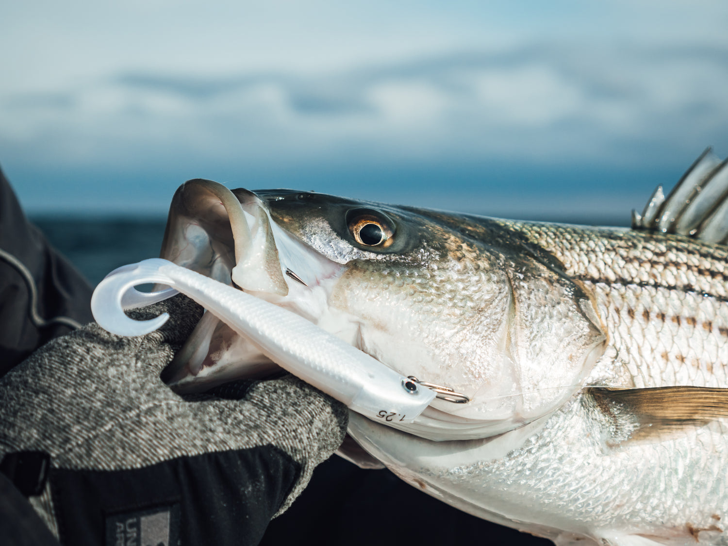 Striped Bass Migration – TAK Waterman Supply